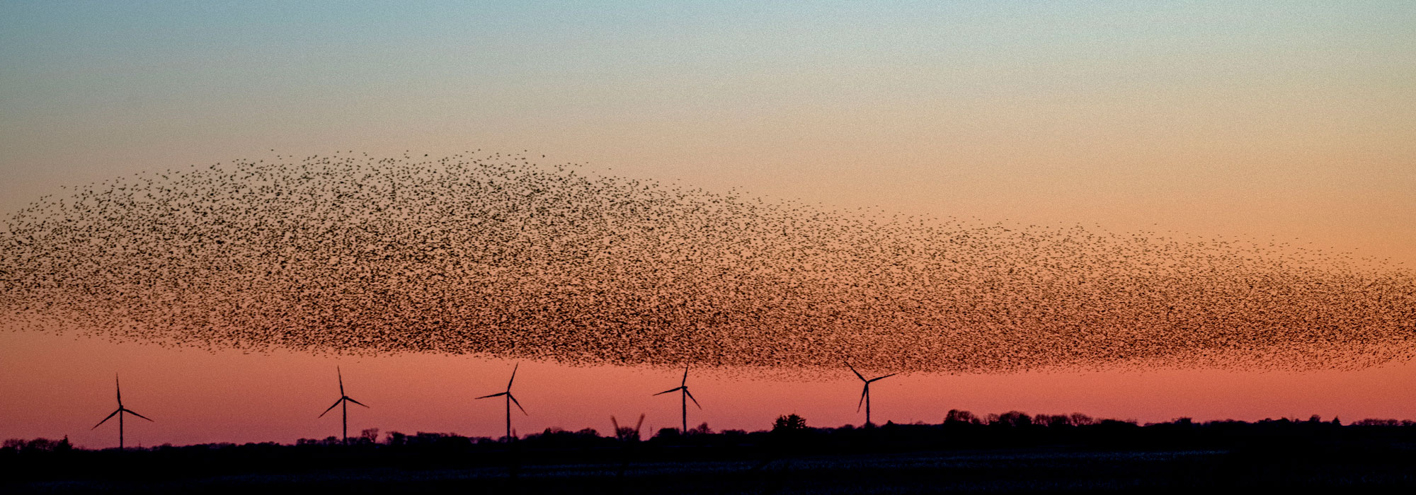 Sort Sol i Sønderjylland | Sønderjylland